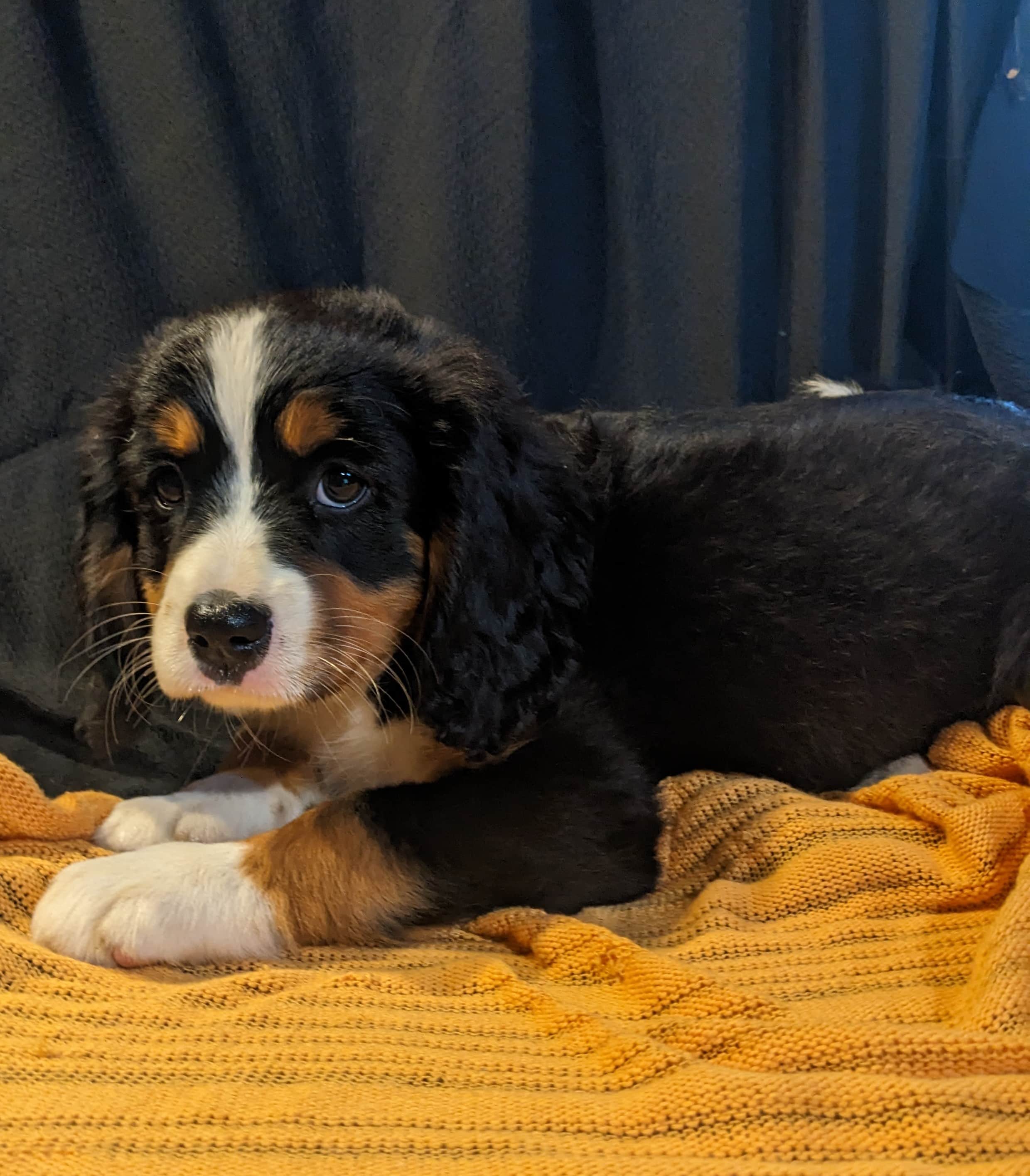 https://daisyviewpuppies.com/puppies/forsale